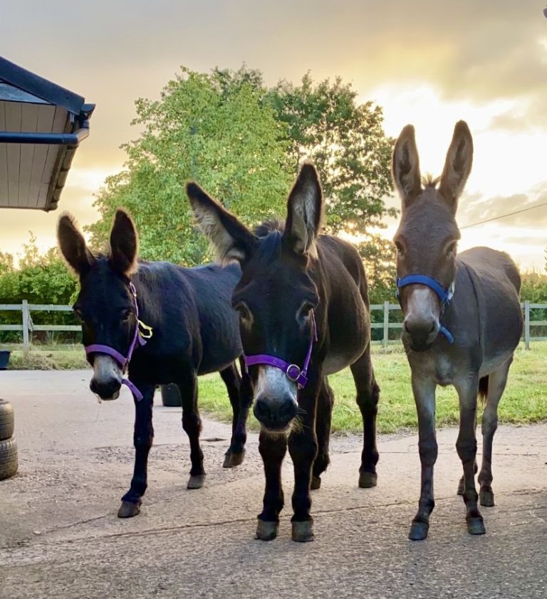Contact - Worcester Donkey Rescue