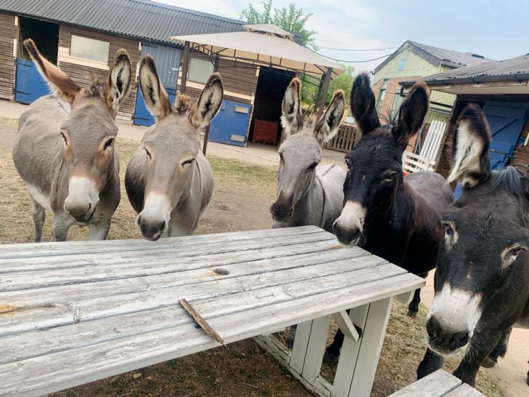 Adopt a Donkey - Worcester Donkey Rescue